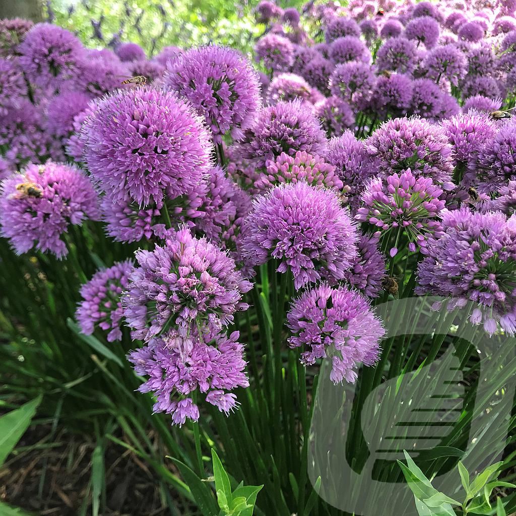 Allium 'Millenium' | Plantor